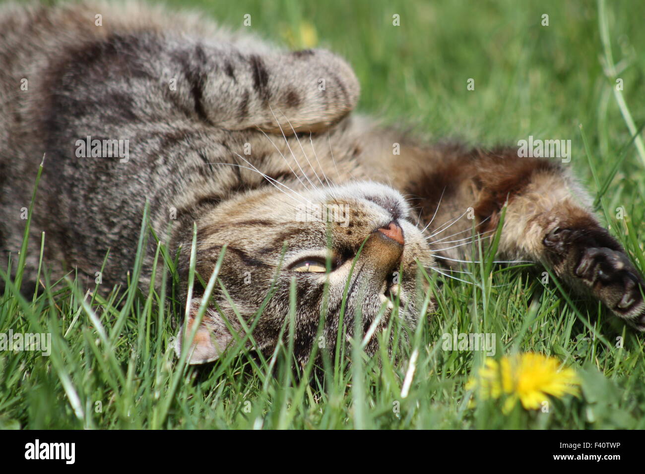 Gatto felici immagini e fotografie stock ad alta risoluzione - Alamy