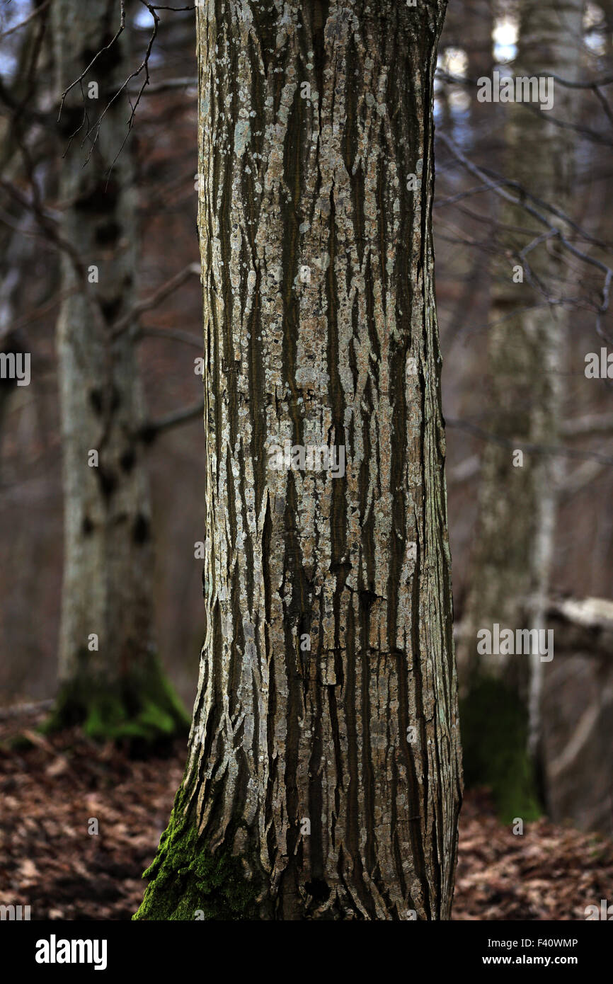 Carpino comune immagini e fotografie stock ad alta risoluzione - Alamy