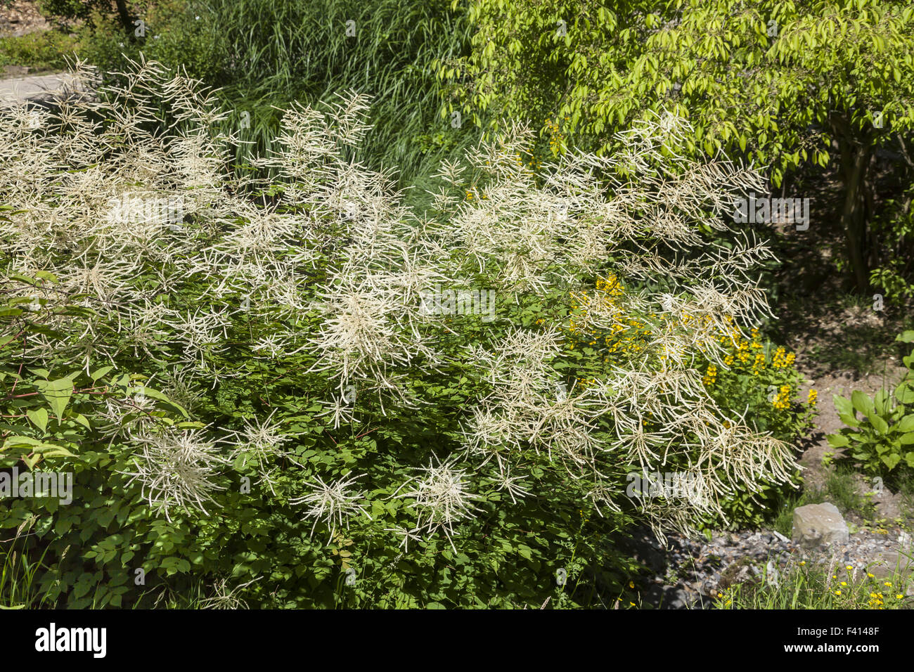 Barba di capre aruncus dioicus immagini e fotografie stock ad alta ...