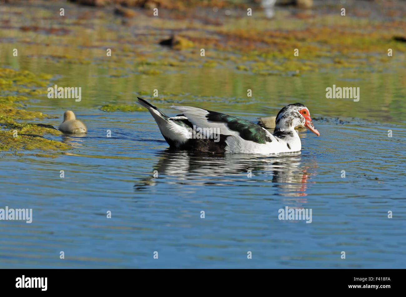 Anatra muta nera immagini e fotografie stock ad alta risoluzione - Alamy