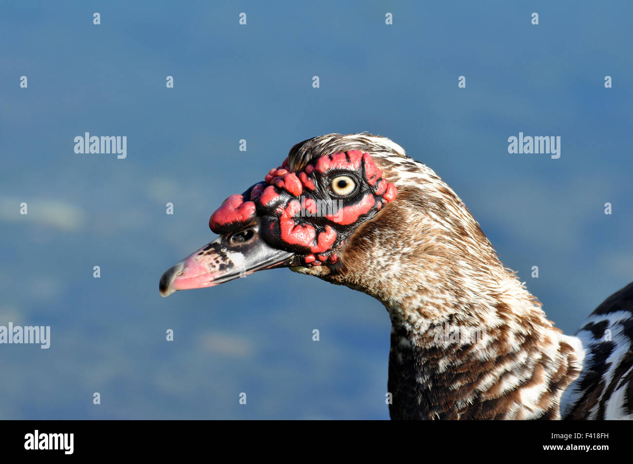 Anatra muta nera immagini e fotografie stock ad alta risoluzione - Alamy