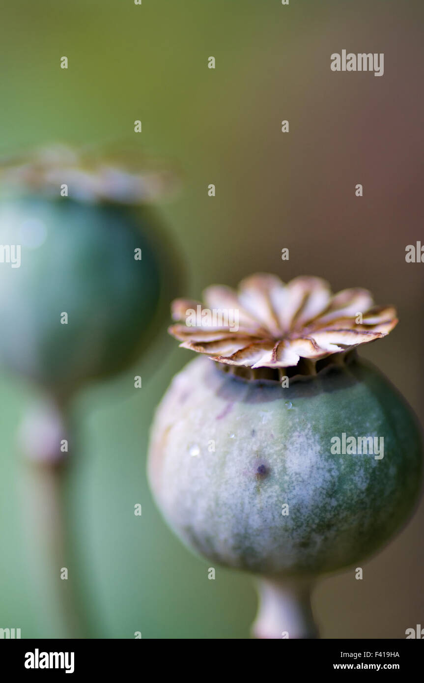 Capsule di papavero di papaveri appassiti immagini e fotografie stock ...