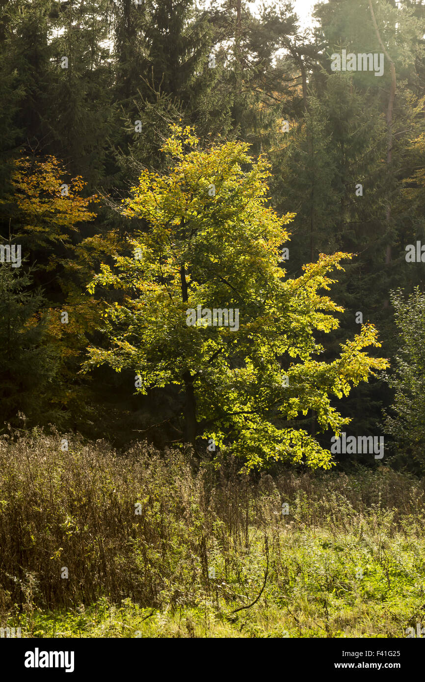 Temperate deciduous forest immagini e fotografie stock ad alta ...