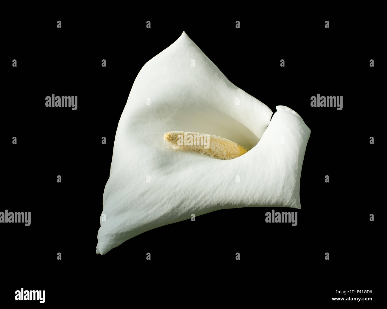 Calla singola immagini e fotografie stock ad alta risoluzione - Alamy