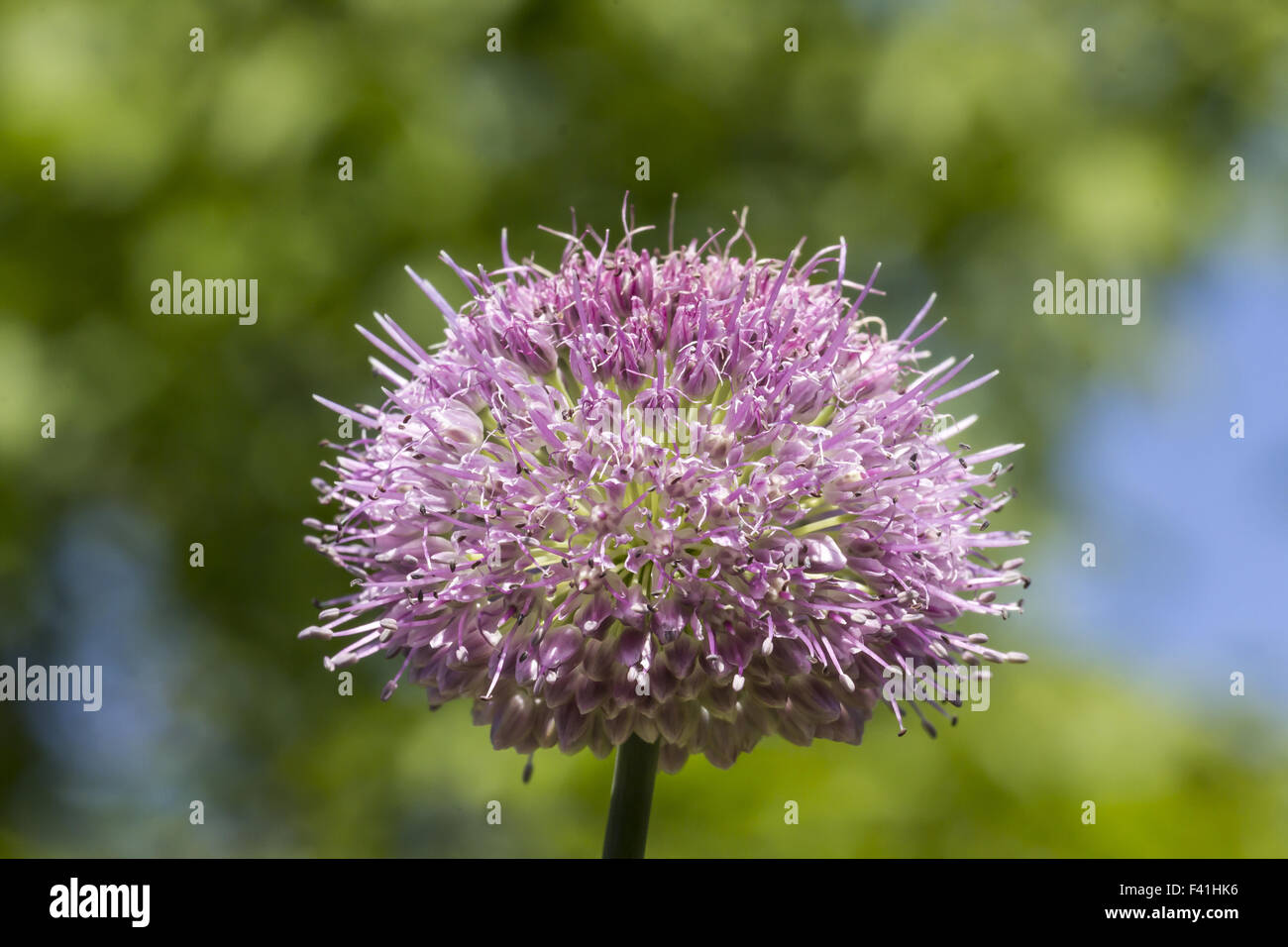 Fiore di porro immagini e fotografie stock ad alta risoluzione - Alamy