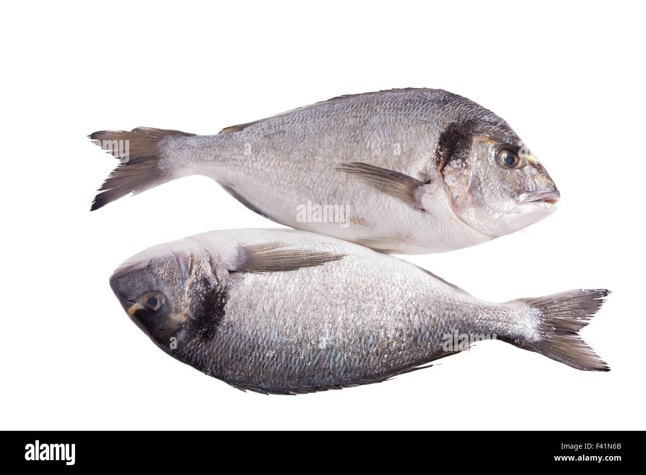 Dorado fish immagini e fotografie stock ad alta risoluzione - Alamy