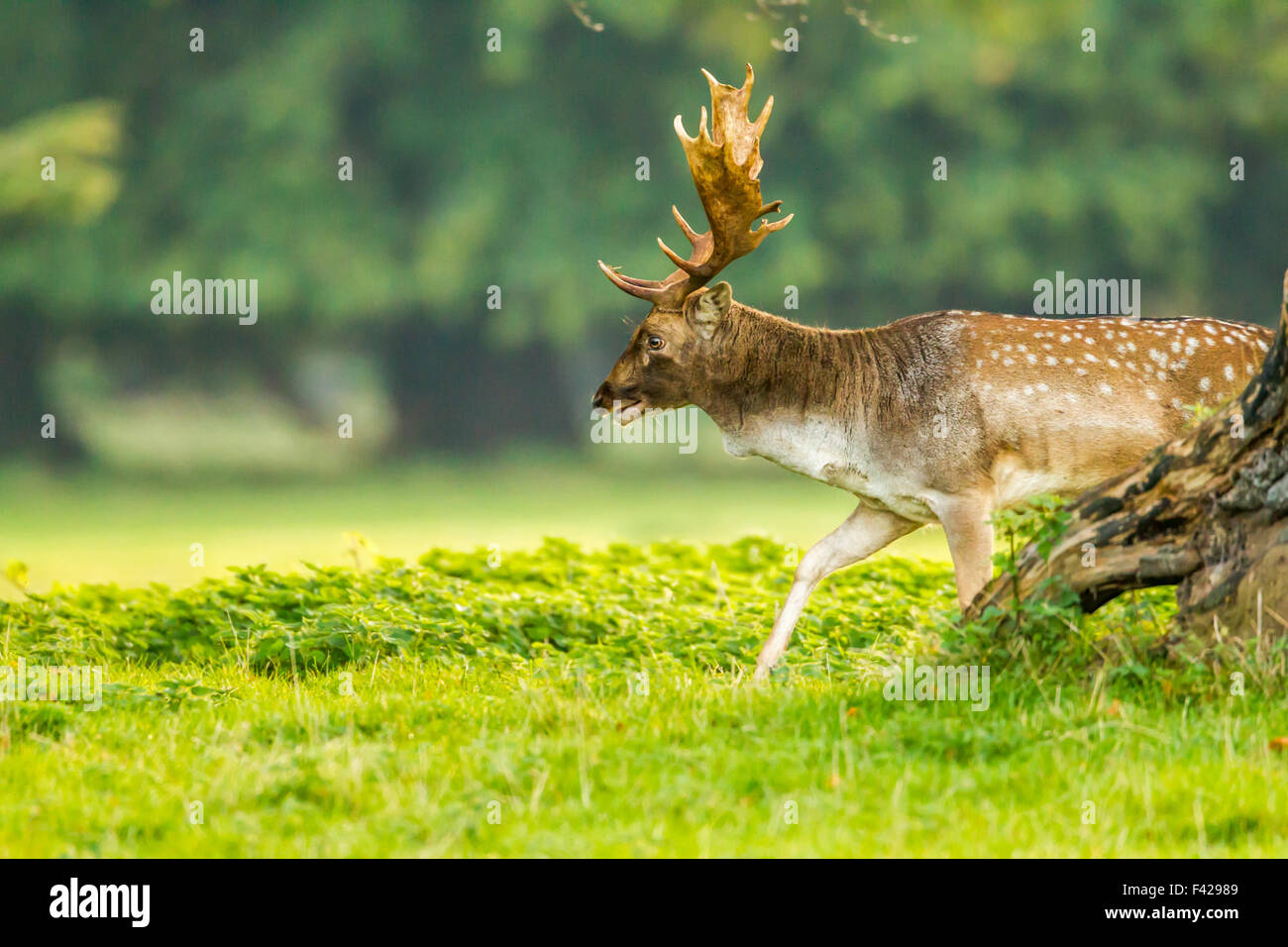 Cervi rossi che camminano nel bosco immagini e fotografie stock ad alta ...