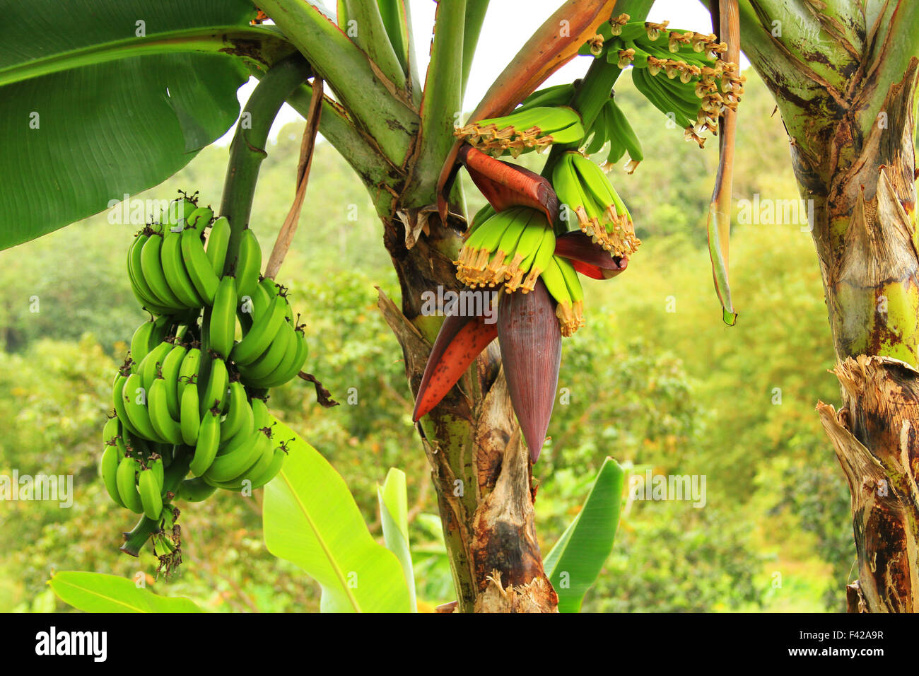 Esplora la grenada immagini e fotografie stock ad alta risoluzione - Alamy