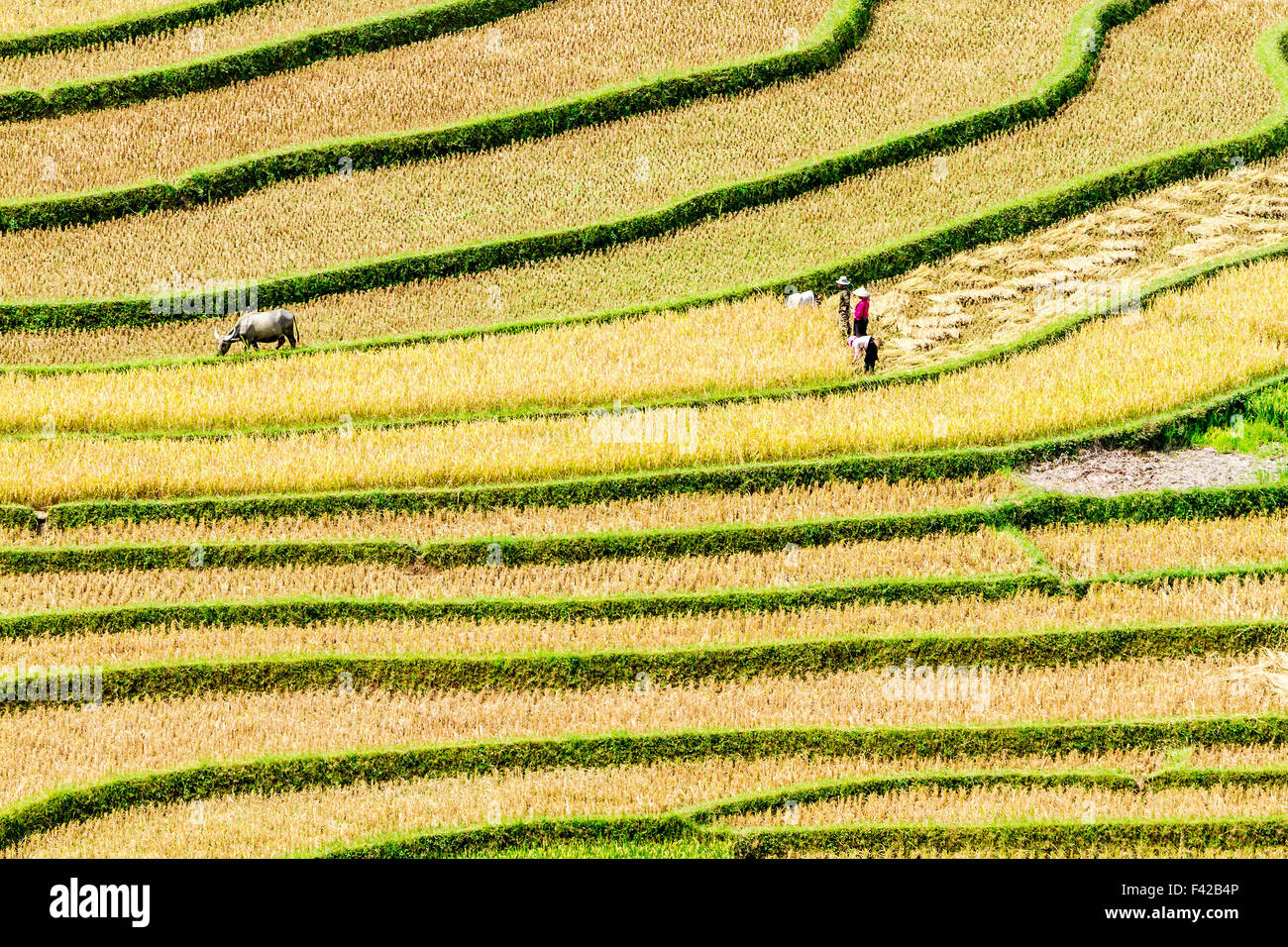 Campi di riso su terrazze di mu cang chai immagini e fotografie stock ...