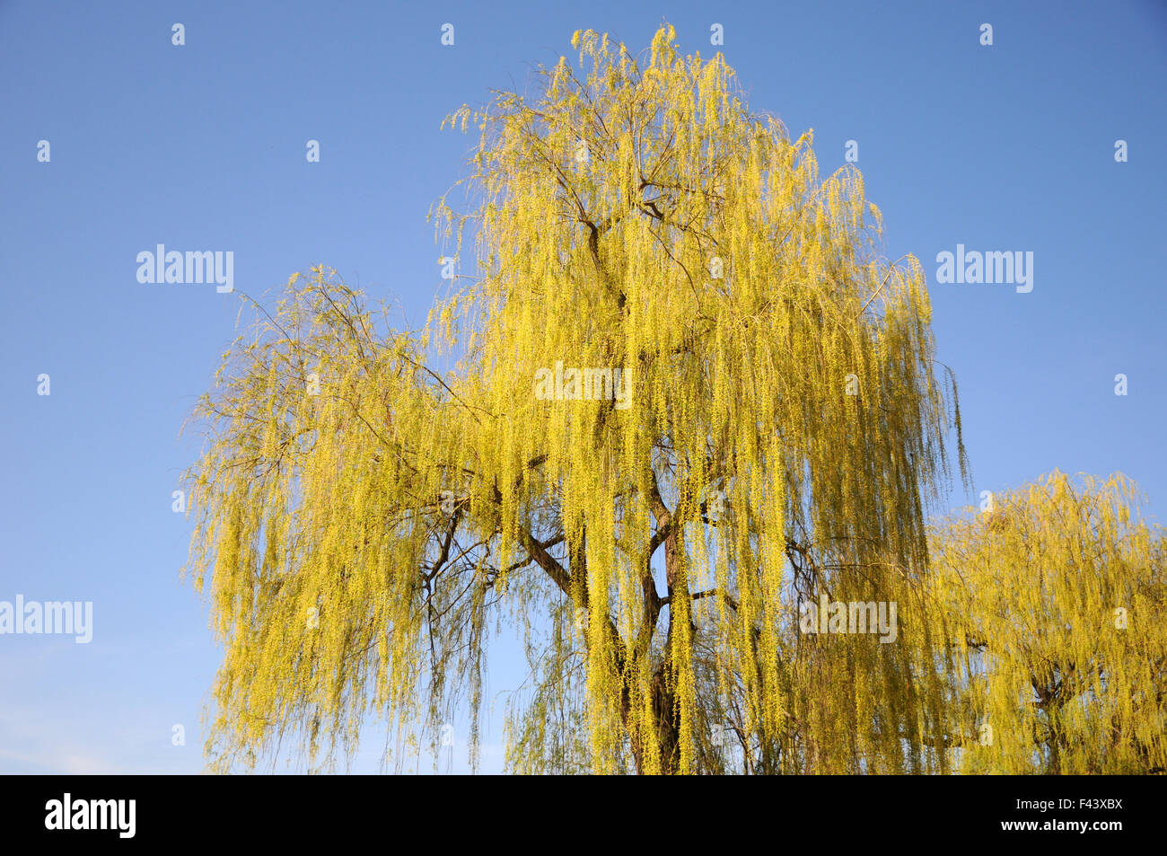 Salice piangente immagini e fotografie stock ad alta risoluzione - Alamy