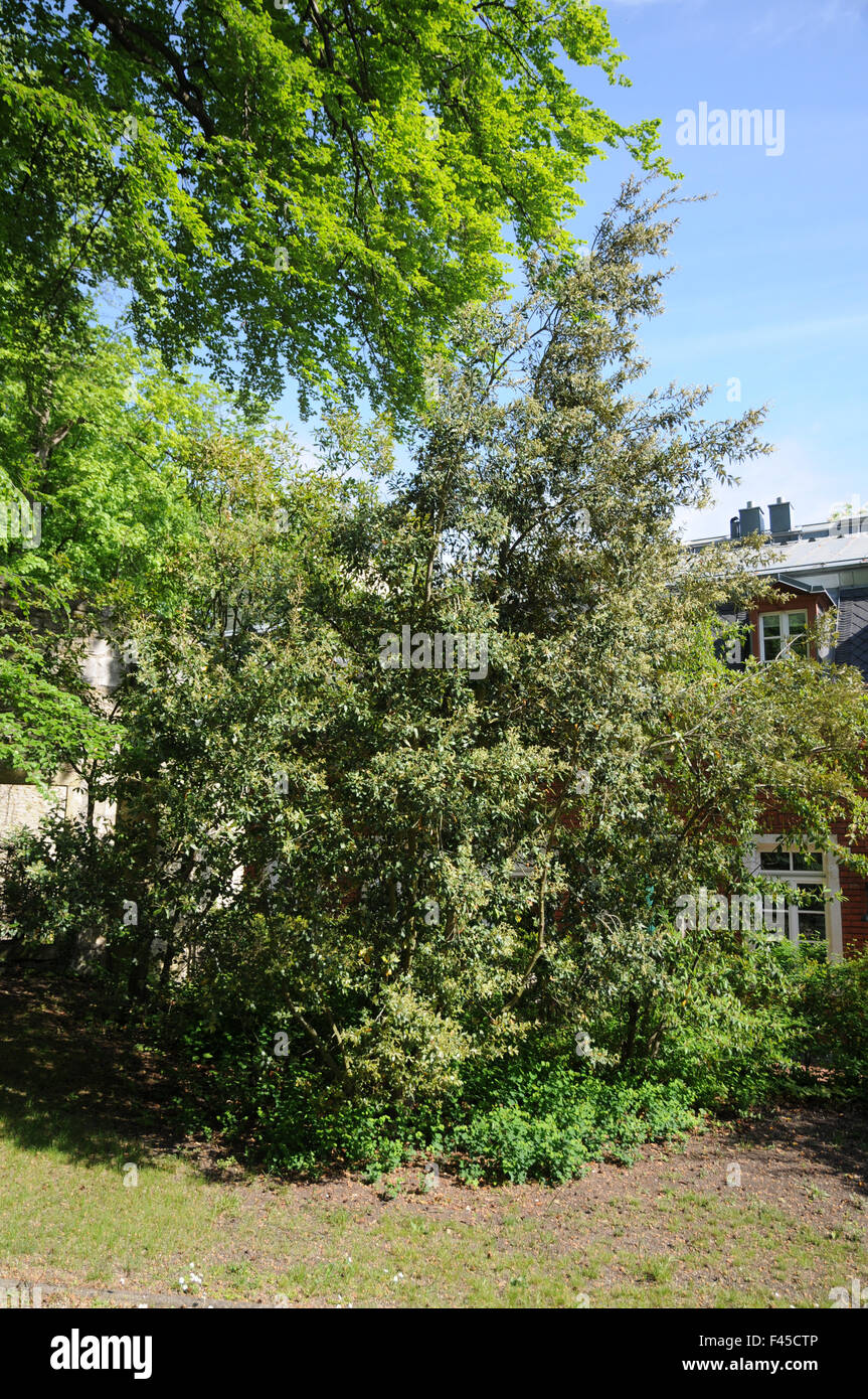 Leccio quercus ilex immagini e fotografie stock ad alta risoluzione - Alamy