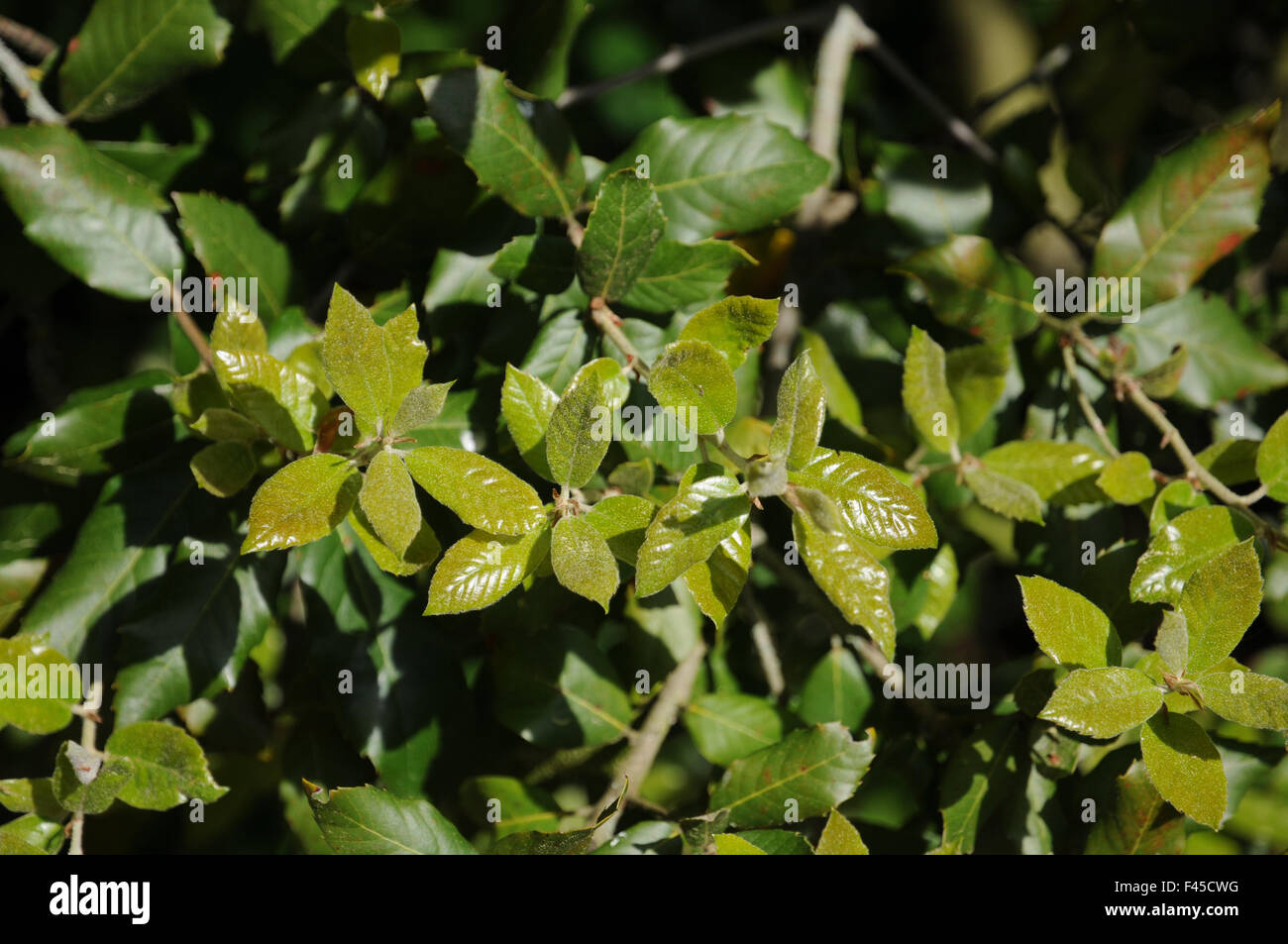 Leccio fiori immagini e fotografie stock ad alta risoluzione - Alamy