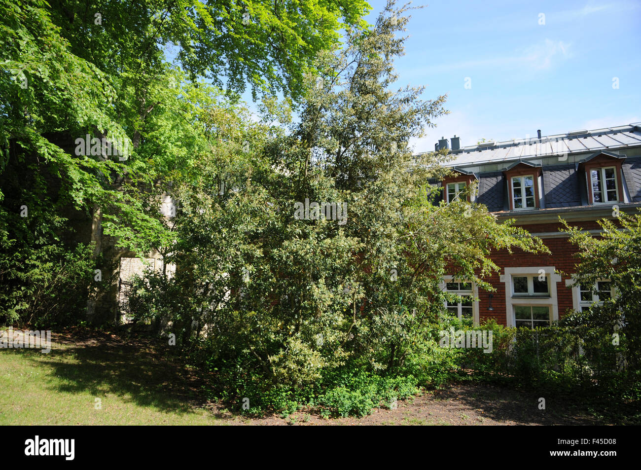 Leccio quercus ilex immagini e fotografie stock ad alta risoluzione - Alamy
