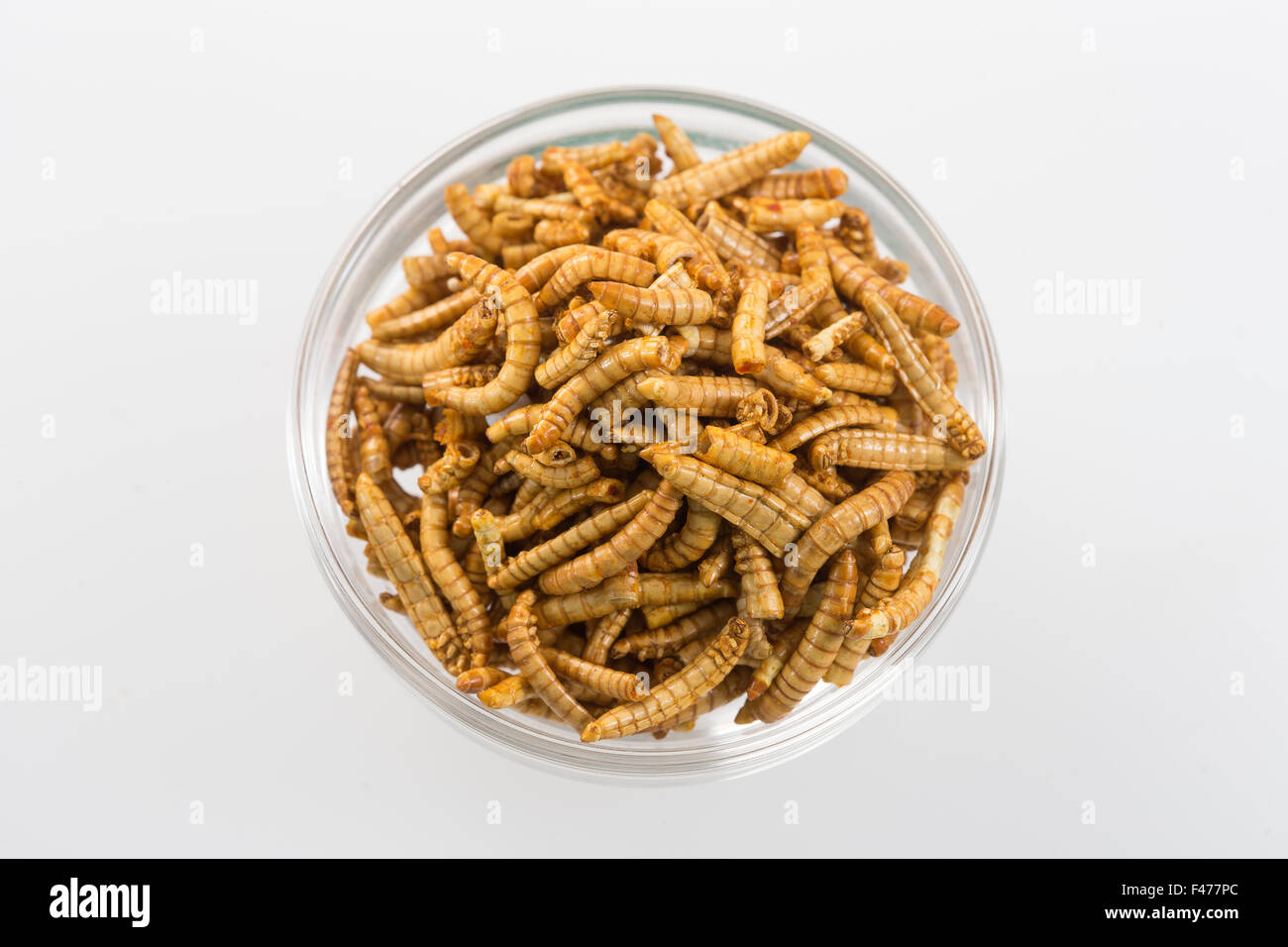 Insetti e larve dietetici immagini e fotografie stock ad alta ...