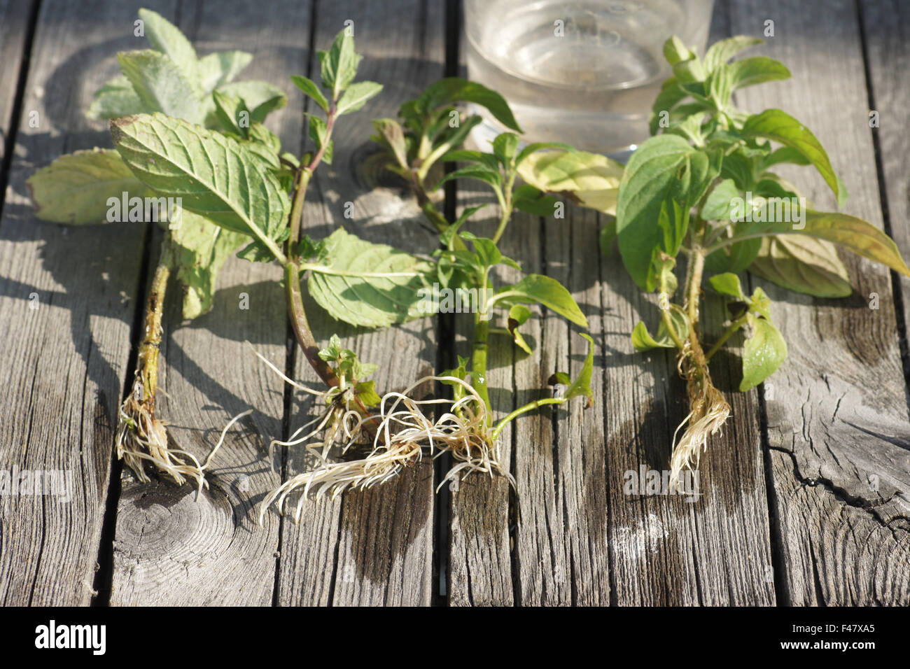 Pianta talee immagini e fotografie stock ad alta risoluzione - Alamy