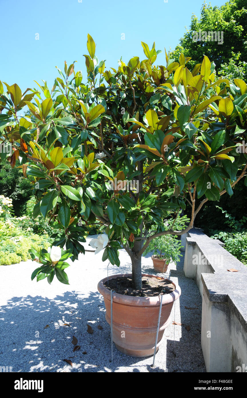 Albero di magnolia grandiflora immagini e fotografie stock ad alta ...