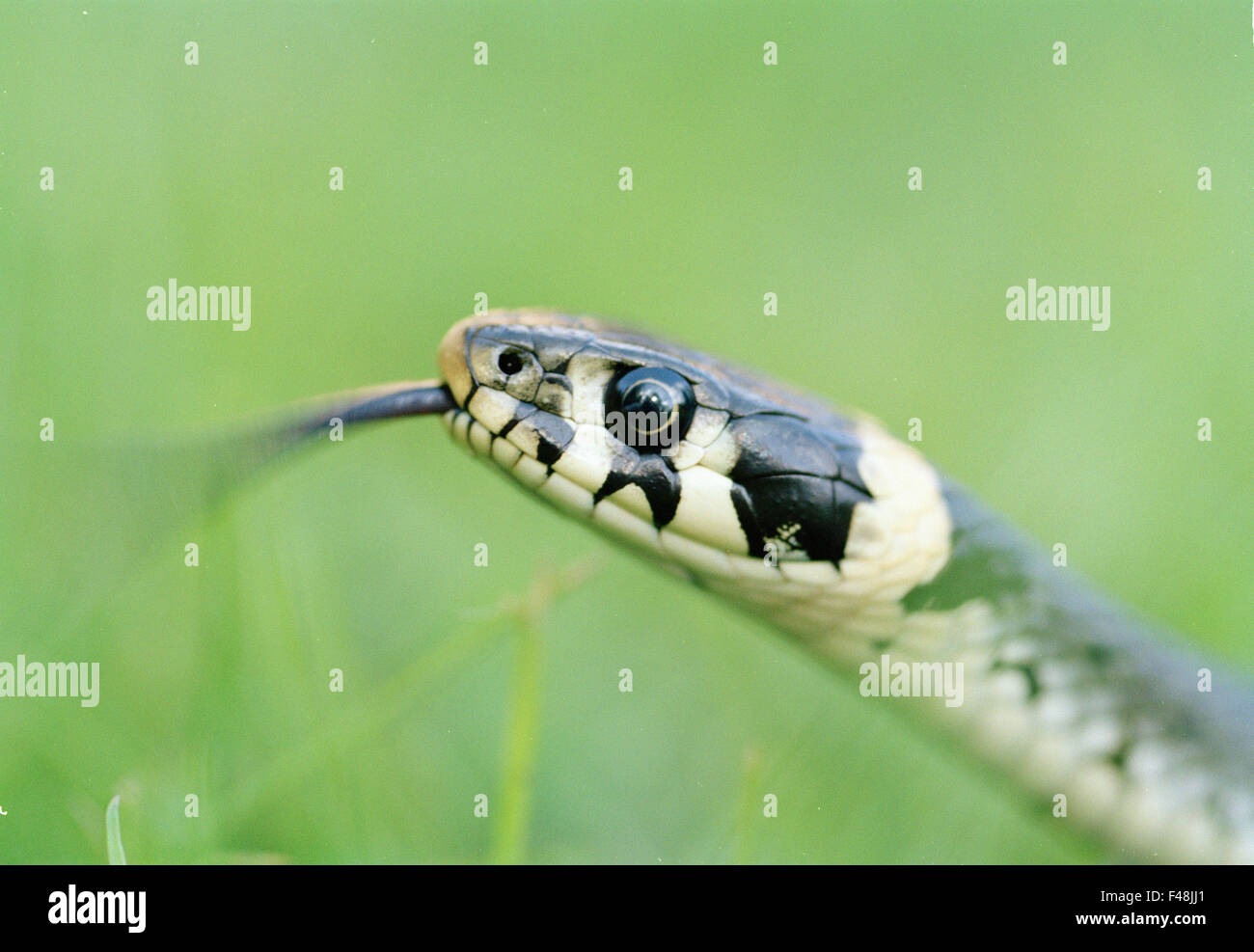 Animali invertebrati immagini e fotografie stock ad alta risoluzione ...