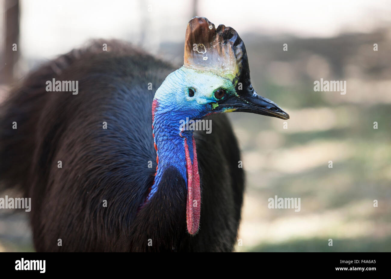 Casuarius casuarius immagini e fotografie stock ad alta risoluzione - Alamy