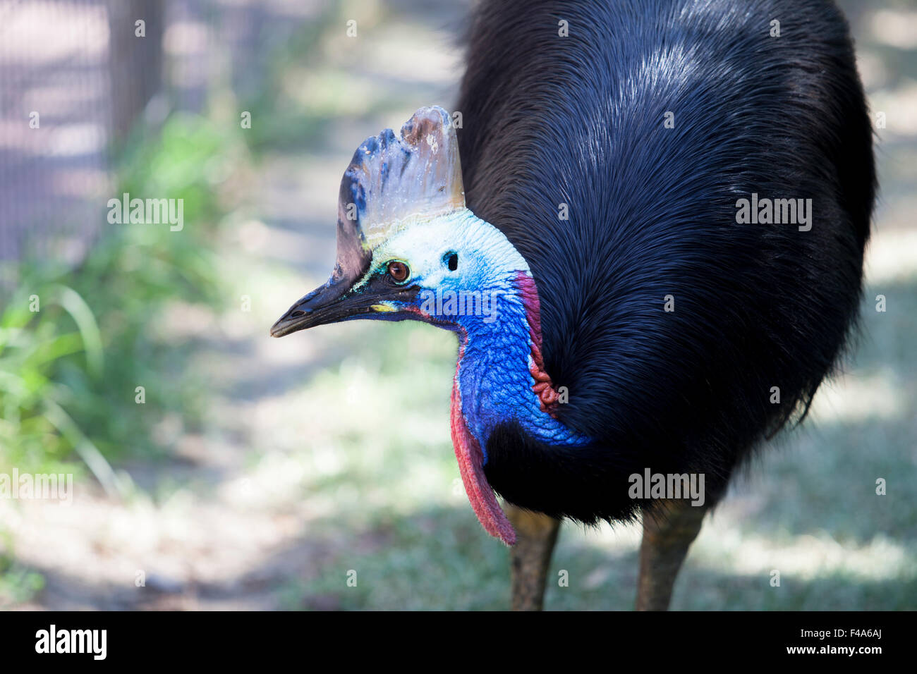 Casuarius casuarius immagini e fotografie stock ad alta risoluzione - Alamy