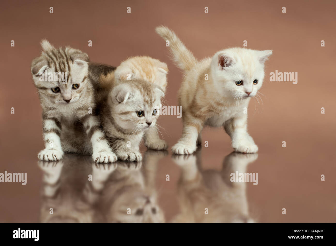 Bellissimi gattini immagini e fotografie stock ad alta risoluzione - Alamy