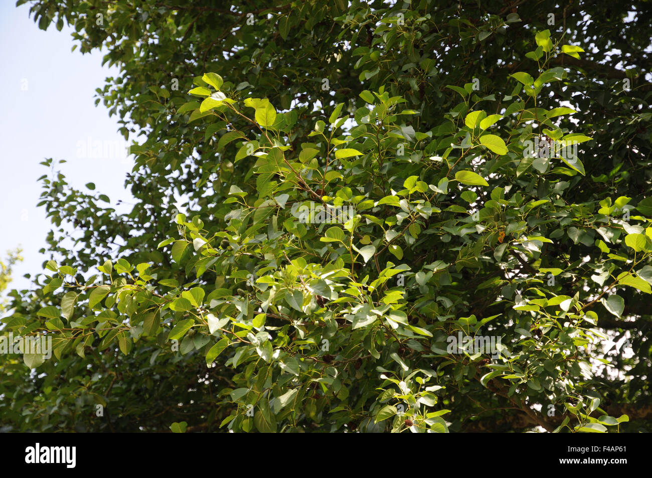 Ontano italiano immagini e fotografie stock ad alta risoluzione - Alamy