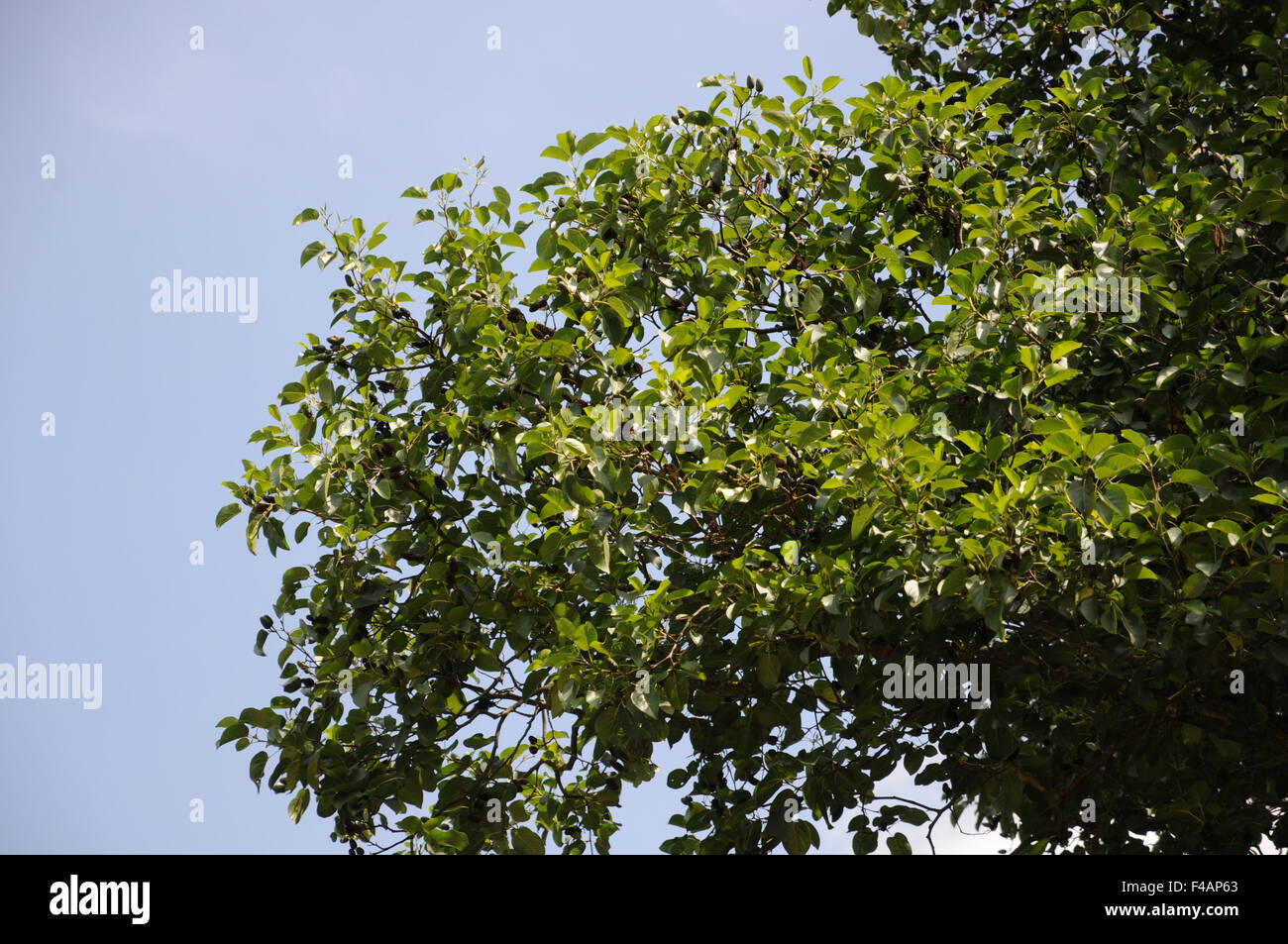 Ontano italiano immagini e fotografie stock ad alta risoluzione - Alamy