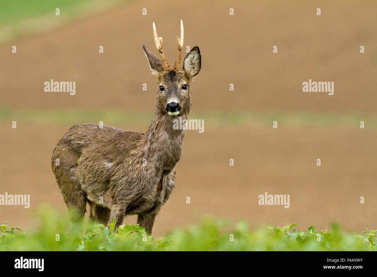 Capreolus capreol immagini e fotografie stock ad alta risoluzione - Alamy
