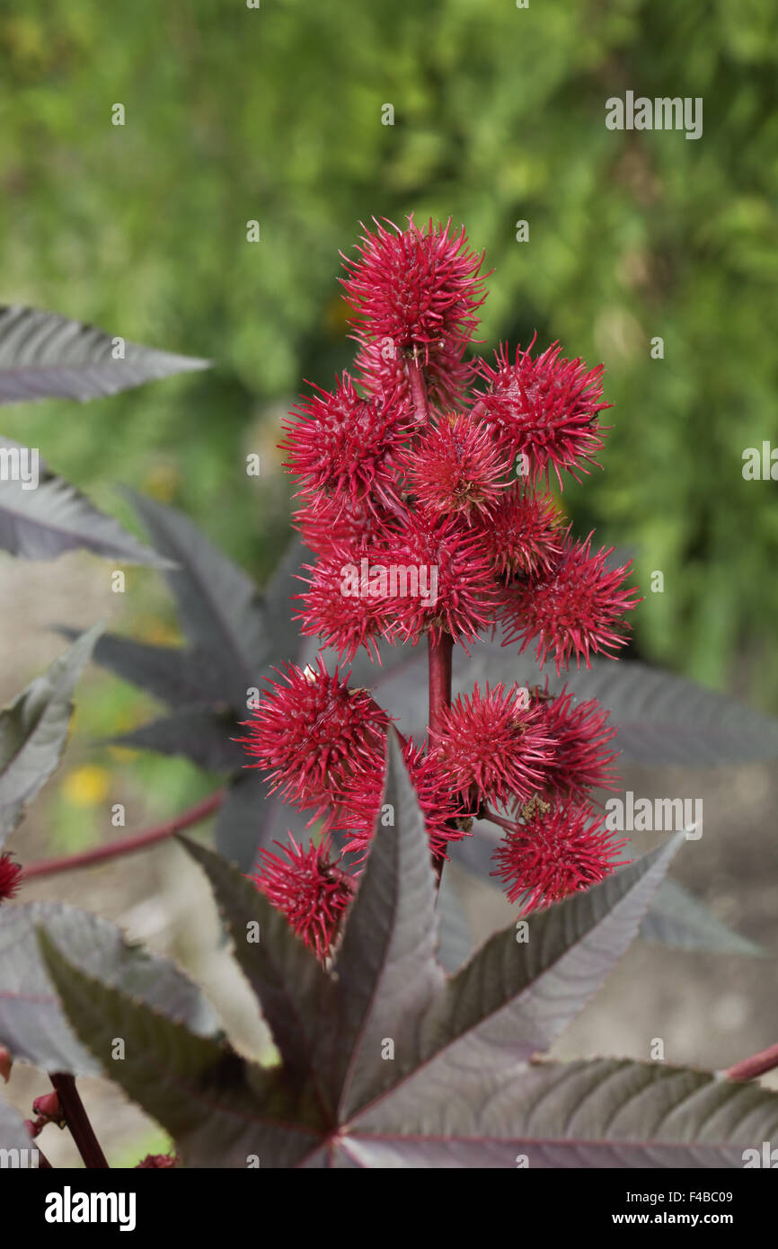 Rizinus ricinus communis immagini e fotografie stock ad alta ...