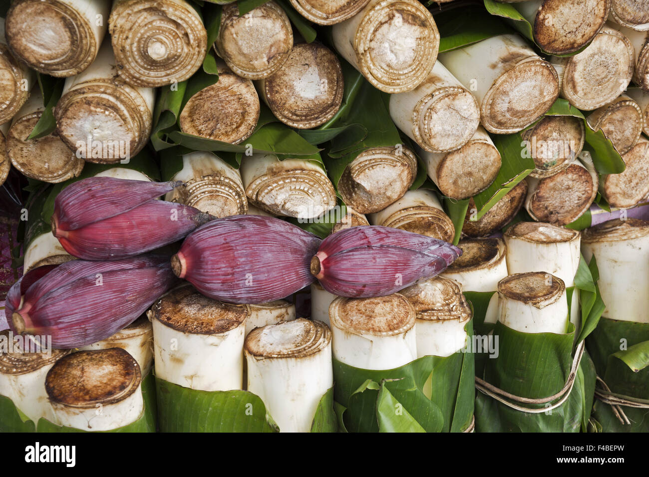 Piante di banane immagini e fotografie stock ad alta risoluzione - Alamy