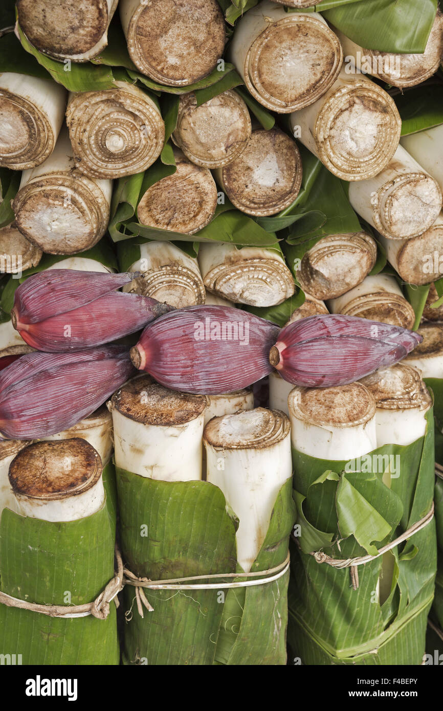 Piante di banane immagini e fotografie stock ad alta risoluzione - Alamy
