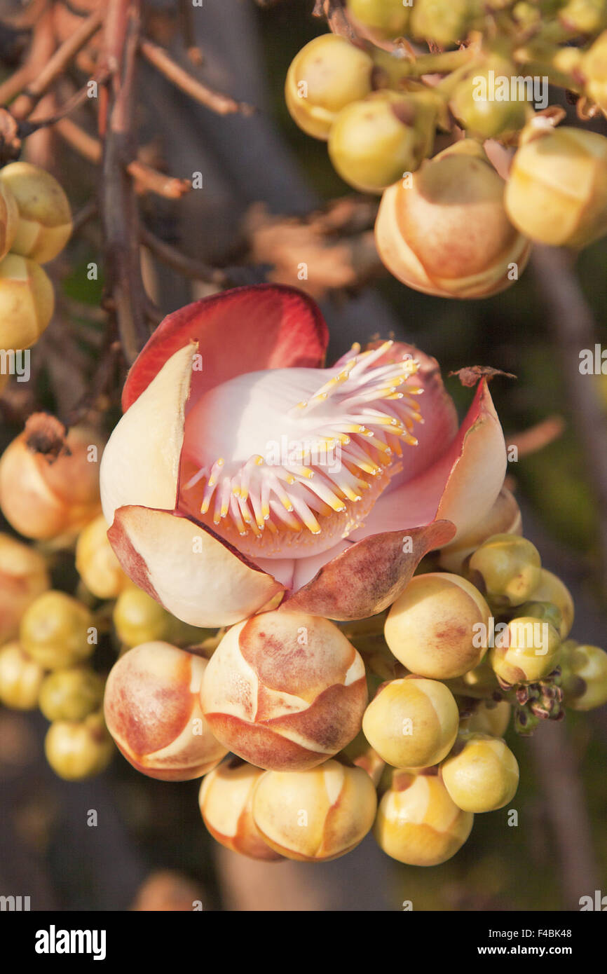 Frutta a forma di palla immagini e fotografie stock ad alta risoluzione ...