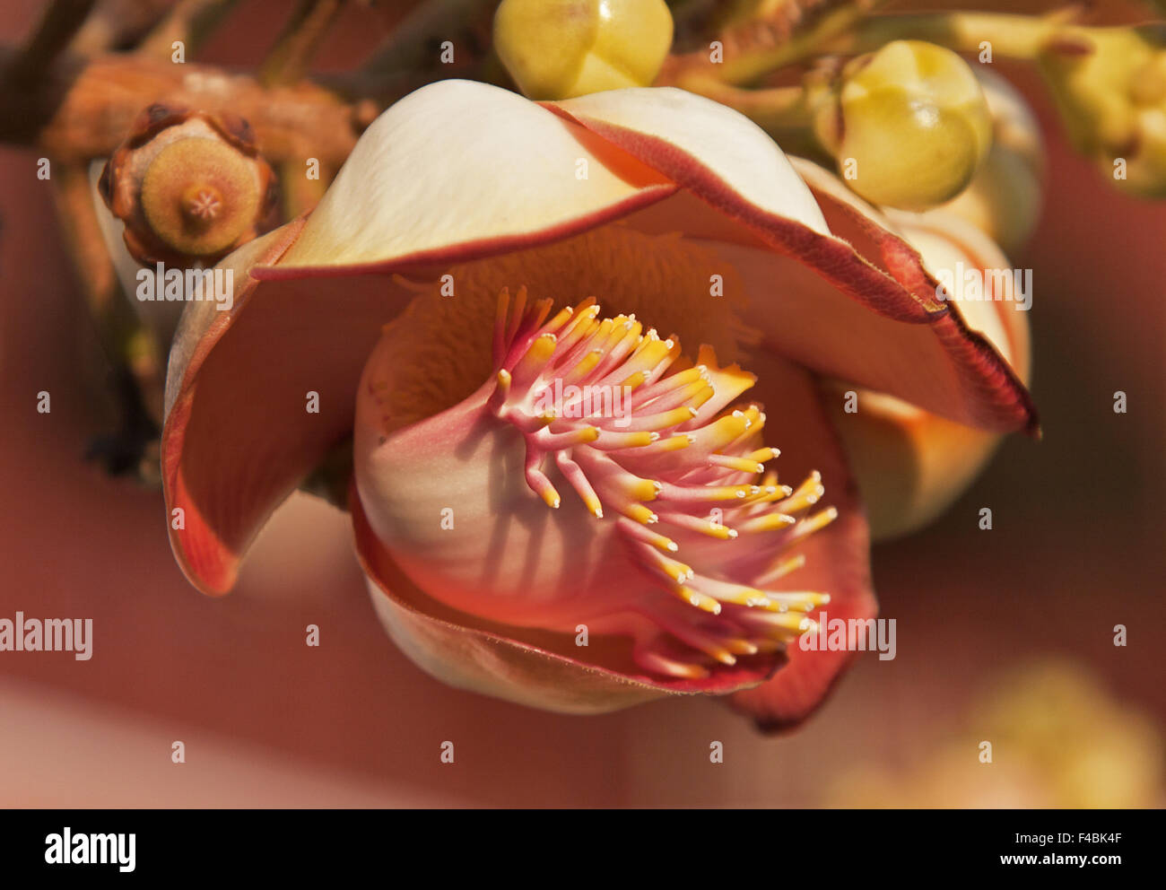 Fiori palla gialla immagini e fotografie stock ad alta risoluzione - Alamy