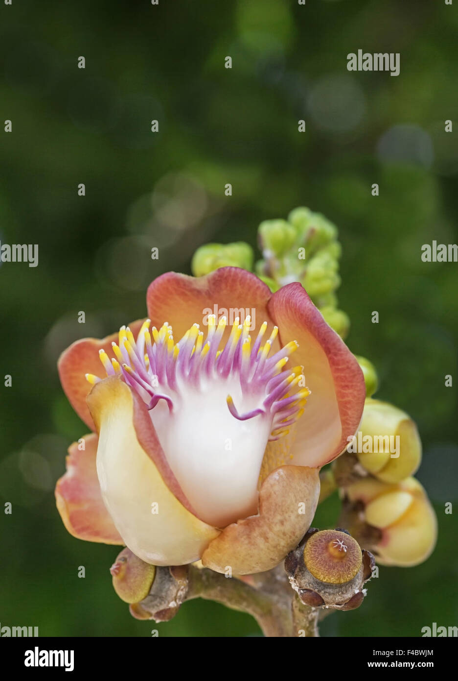 Albero della palla del cannone della frutta del fiore immagini e ...