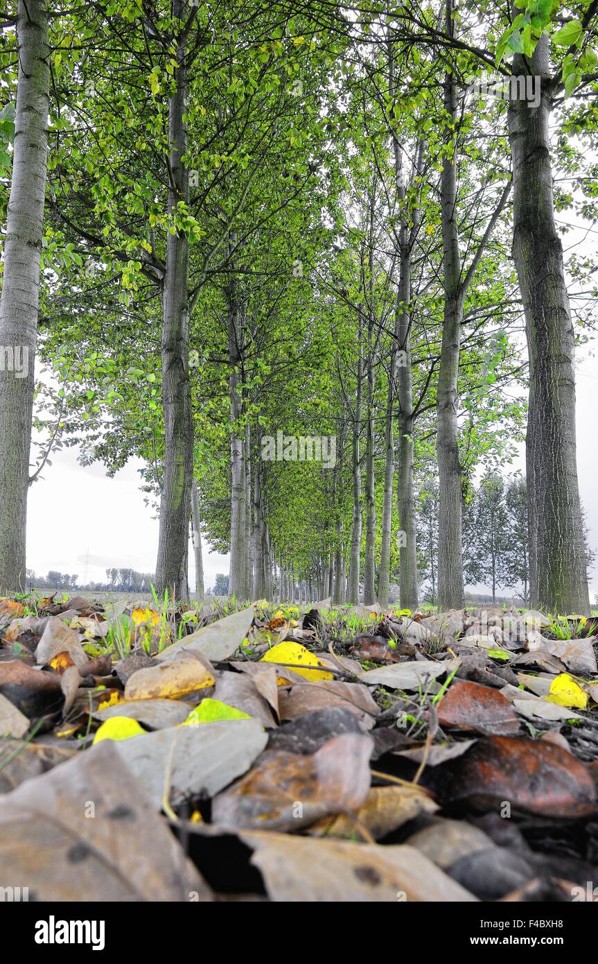 Pioppi in foglie autunnali immagini e fotografie stock ad alta ...