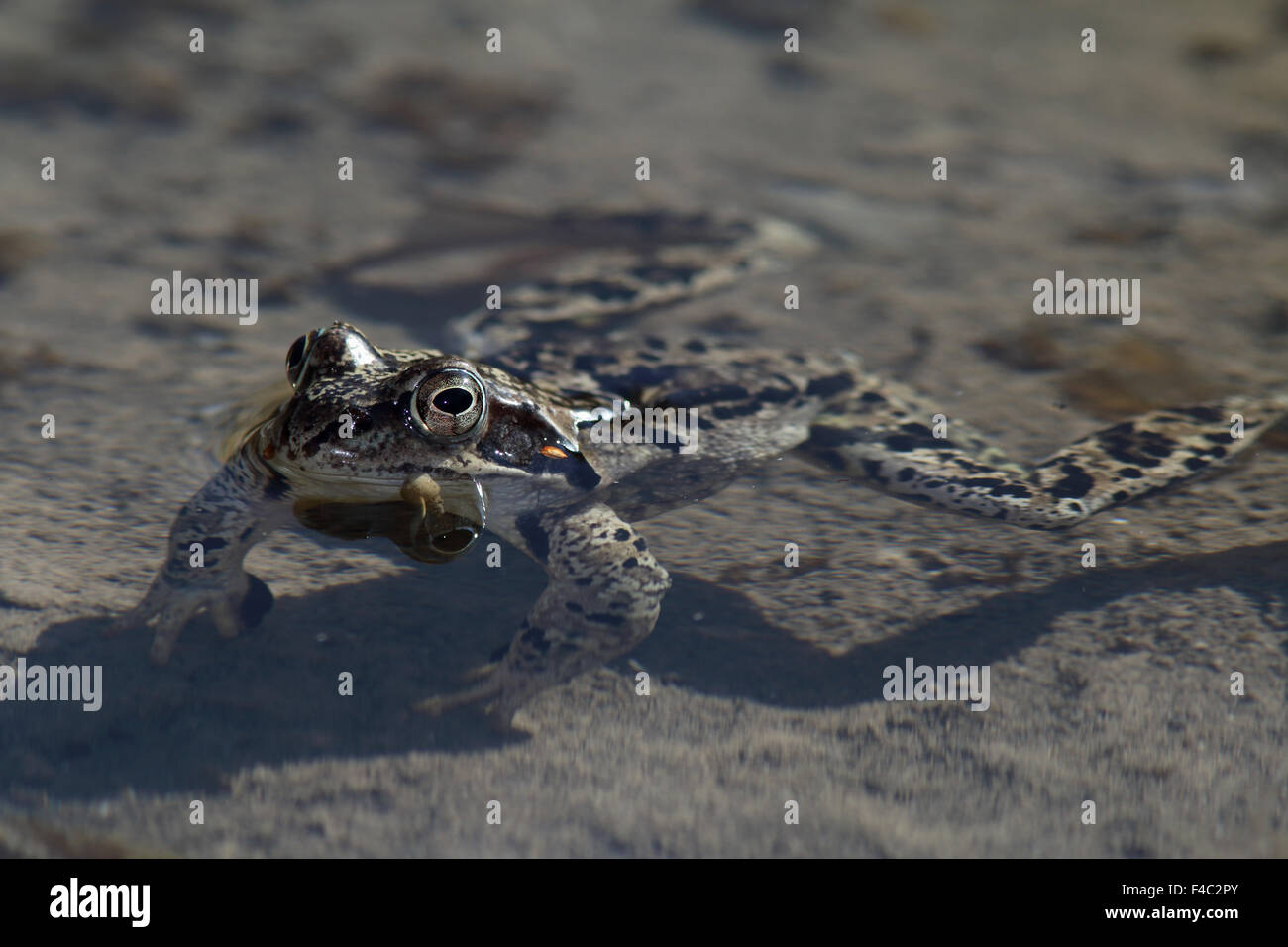 Uova di rospo immagini e fotografie stock ad alta risoluzione - Alamy