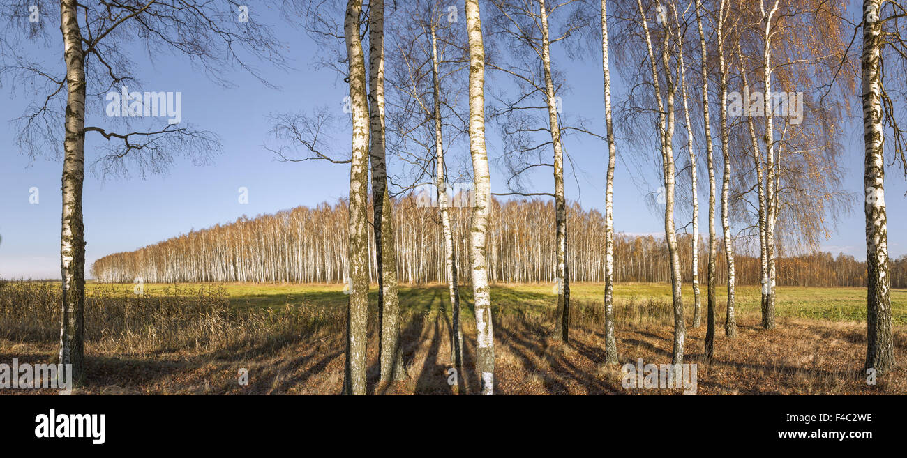 Legno di betulla immagini e fotografie stock ad alta risoluzione - Alamy