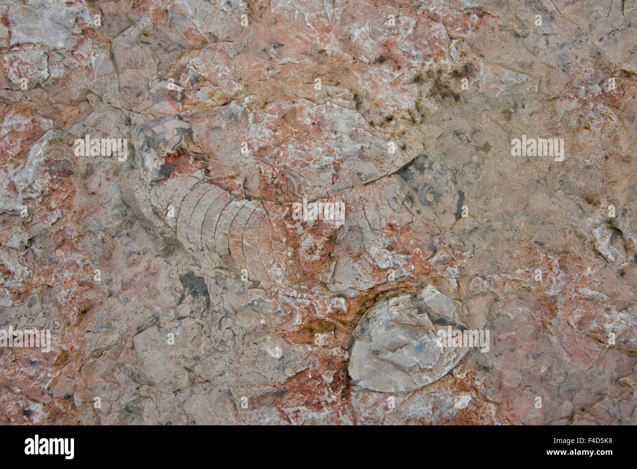 Canada Artico arcipelago, Nunavut, Isola Akpatok, Regione Qikiqtaaluk ...