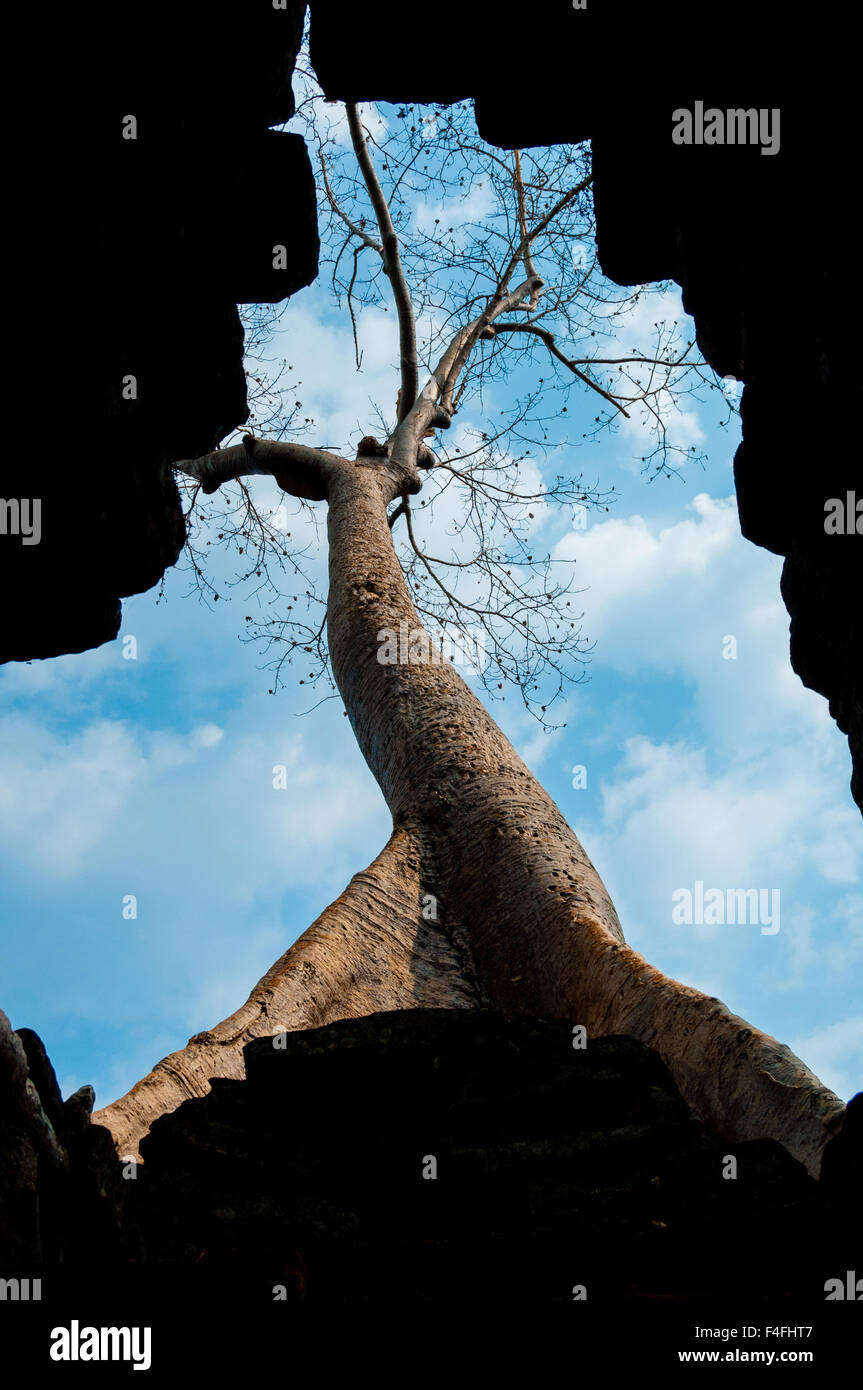Albero della saggezza immagini e fotografie stock ad alta risoluzione ...