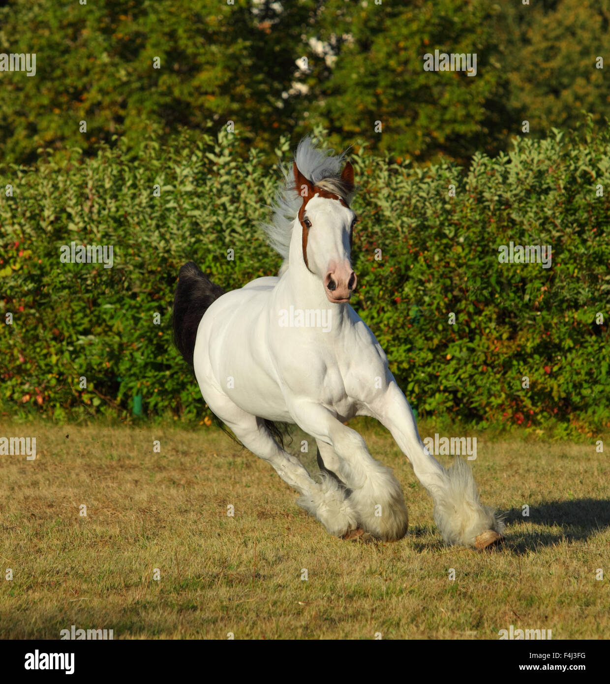 Stallone da cavallo immagini e fotografie stock ad alta risoluzione - Alamy