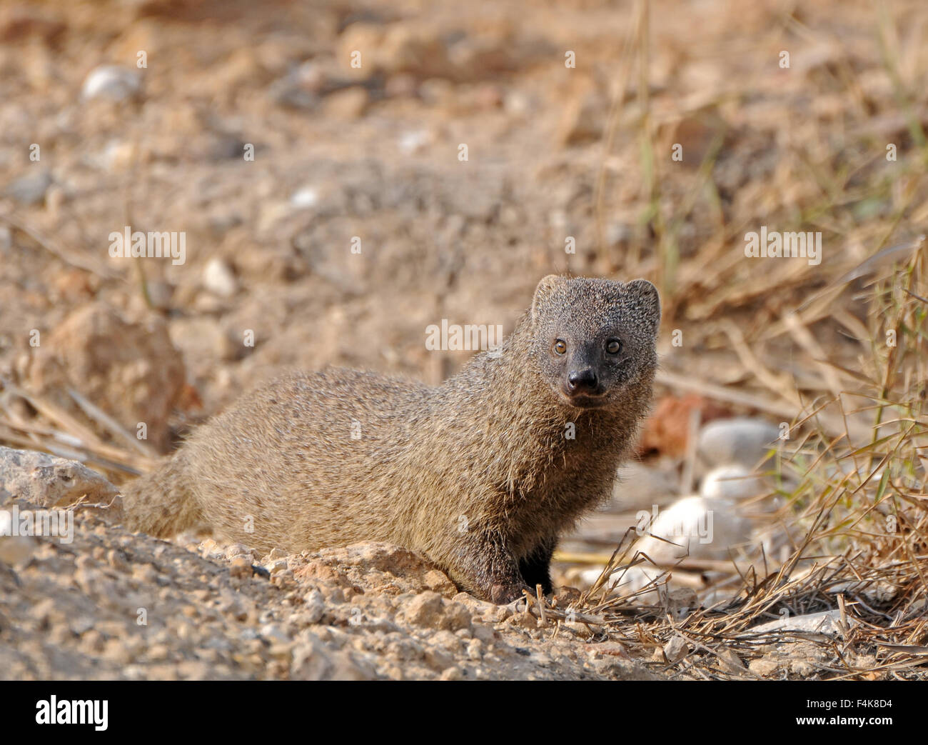 Sneak up immagini e fotografie stock ad alta risoluzione - Alamy