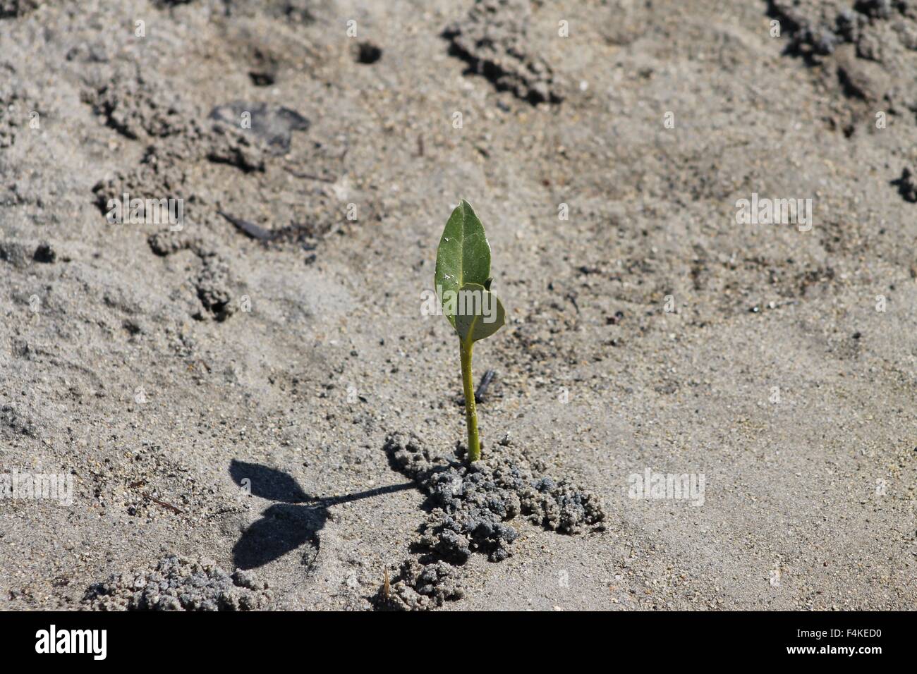 Sparare verde immagini e fotografie stock ad alta risoluzione - Alamy