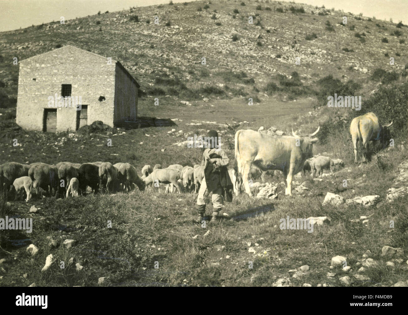 Pastore con pecore e mucche immagini e fotografie stock ad alta ...