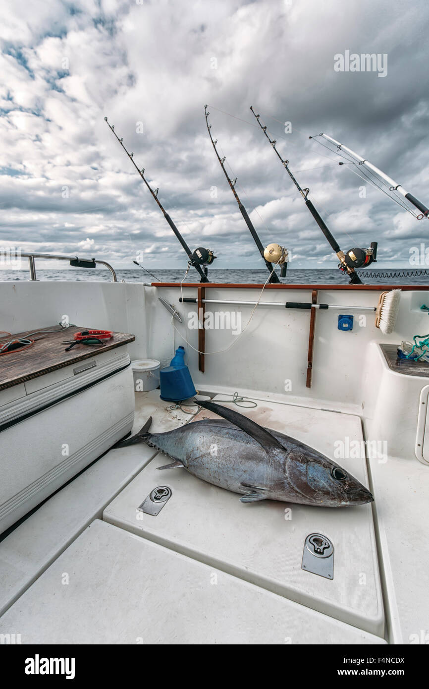 Pesca del tonno per il tonno immagini e fotografie stock ad alta ...