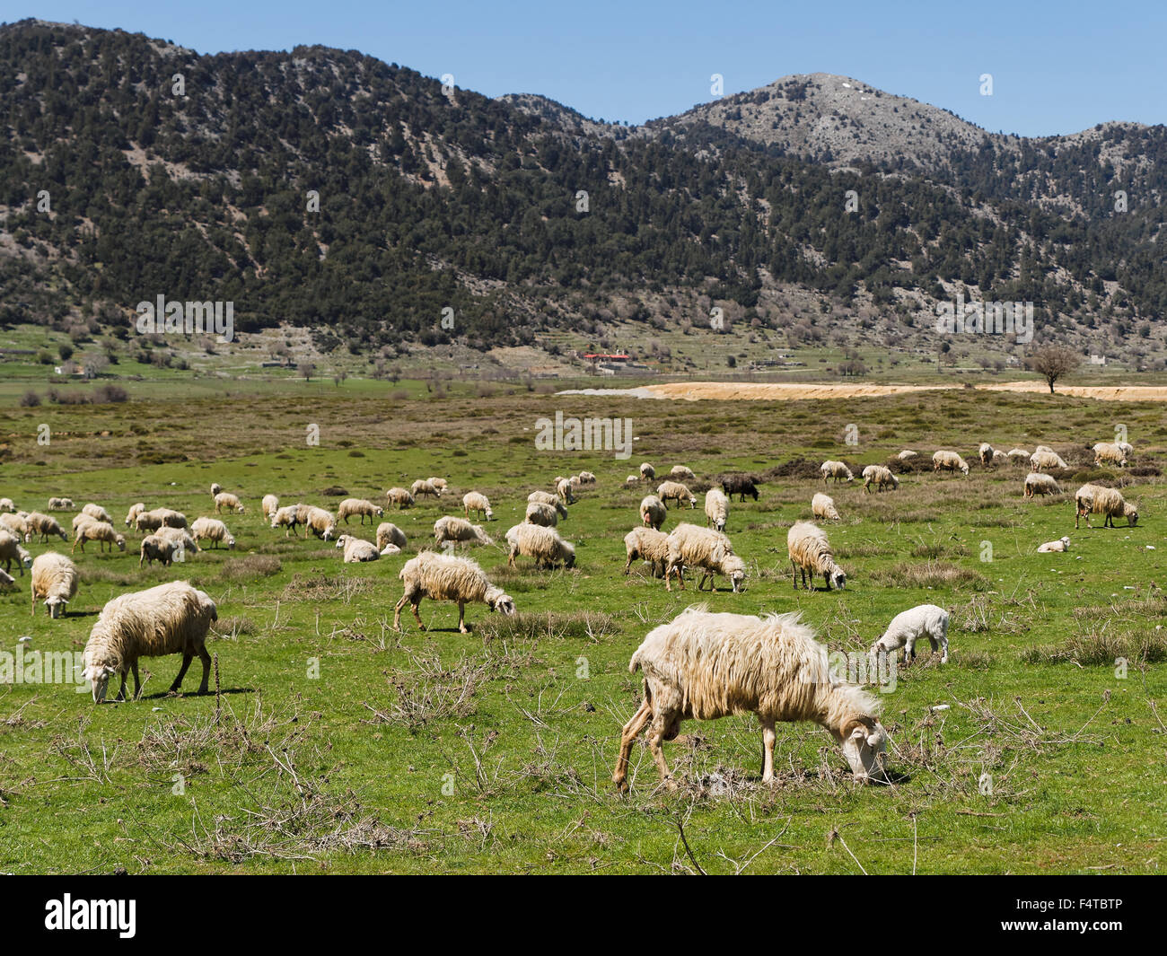 Gregge di pecore immagini e fotografie stock ad alta risoluzione - Alamy