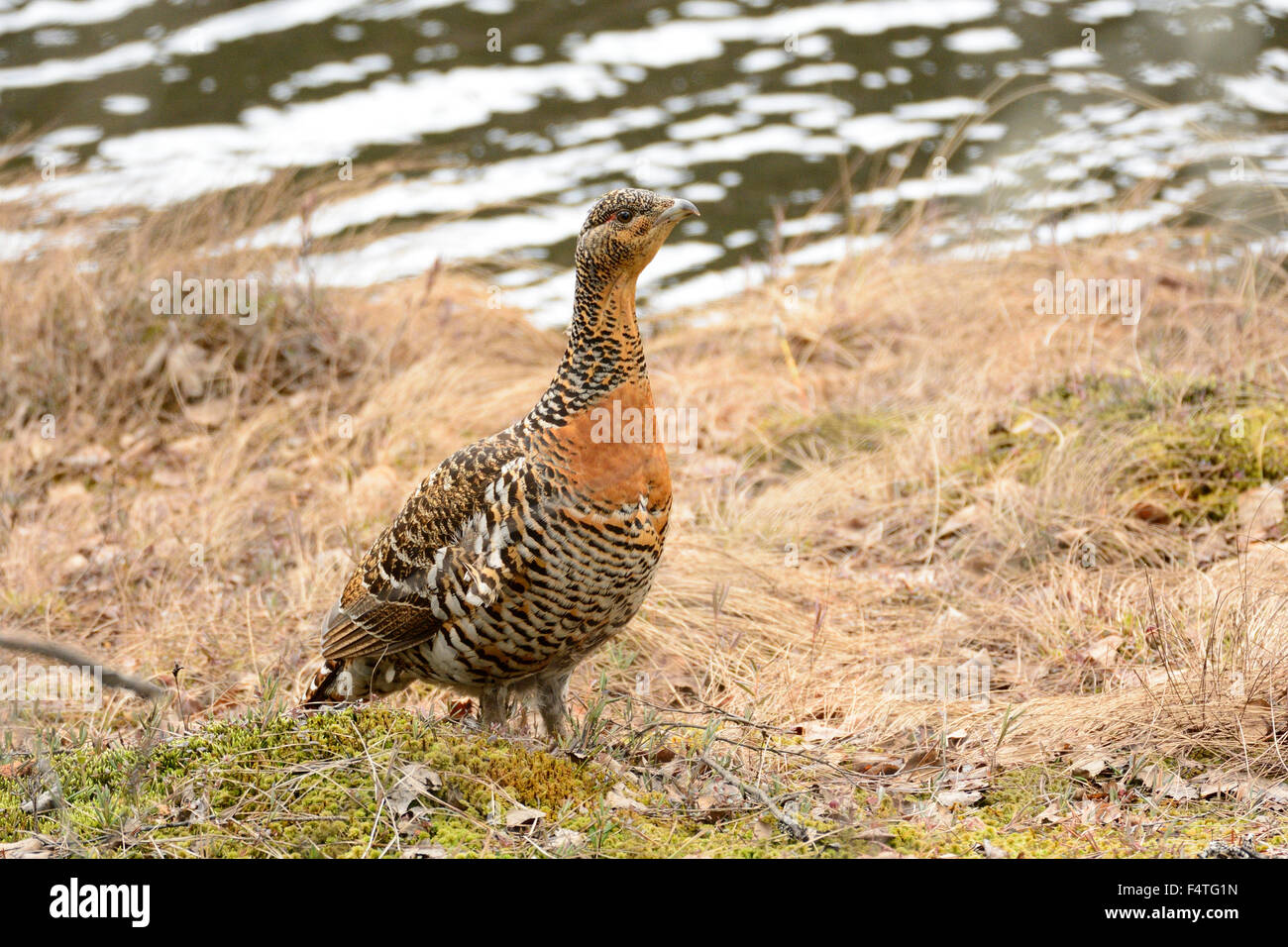 Gallo cedrone occidentale immagini e fotografie stock ad alta ...