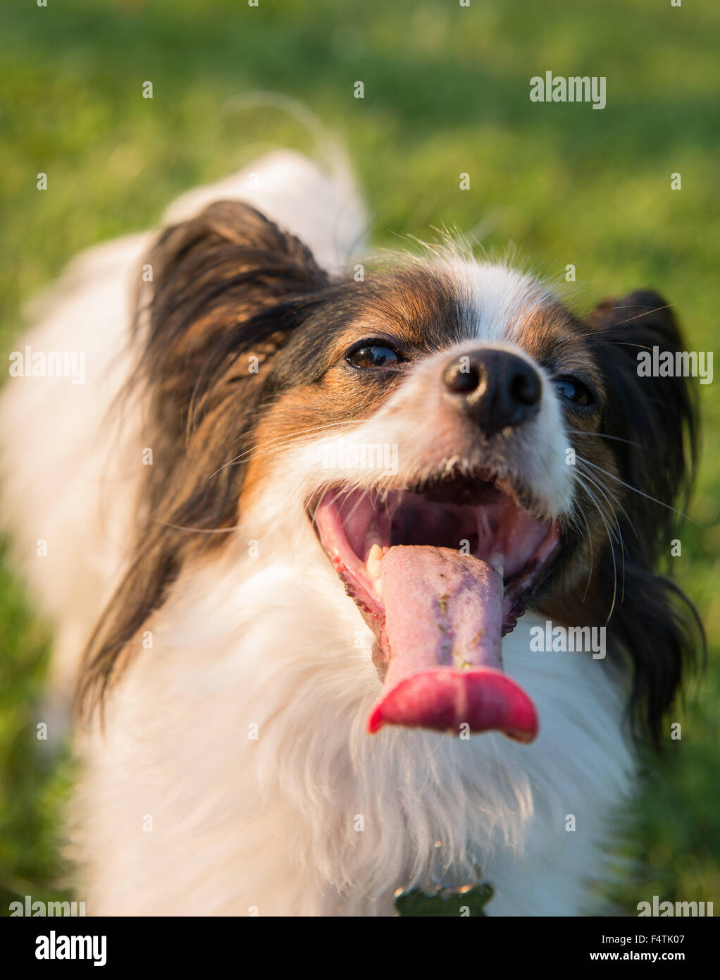 Papillon tricolore immagini e fotografie stock ad alta risoluzione - Alamy