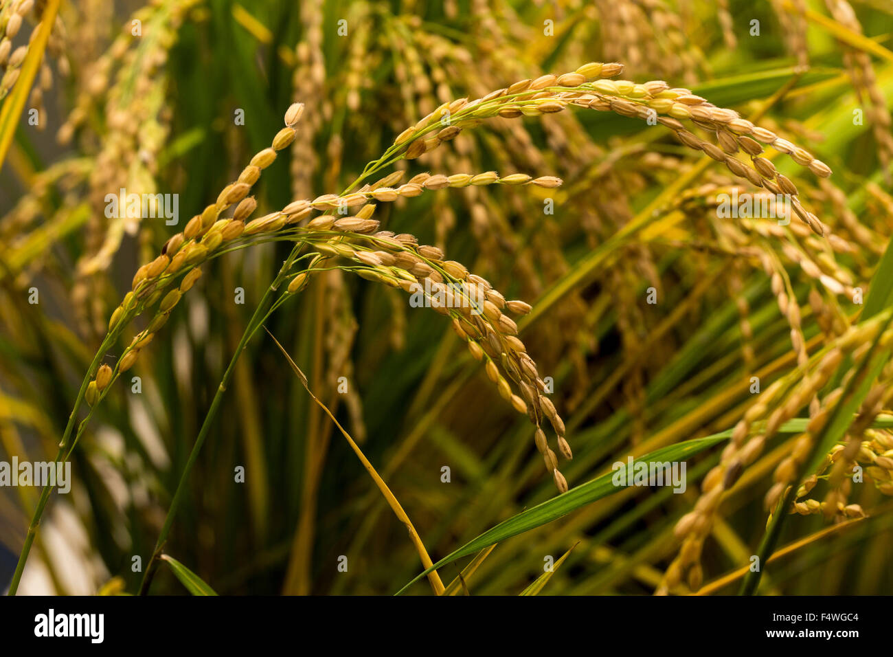 Pianta il riso immagini e fotografie stock ad alta risoluzione - Alamy