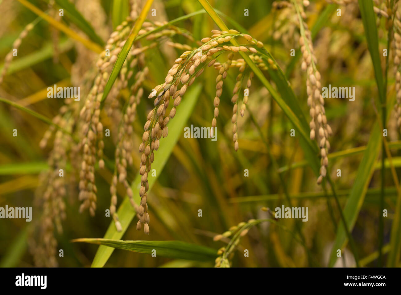 Pianta di riso immagini e fotografie stock ad alta risoluzione - Alamy