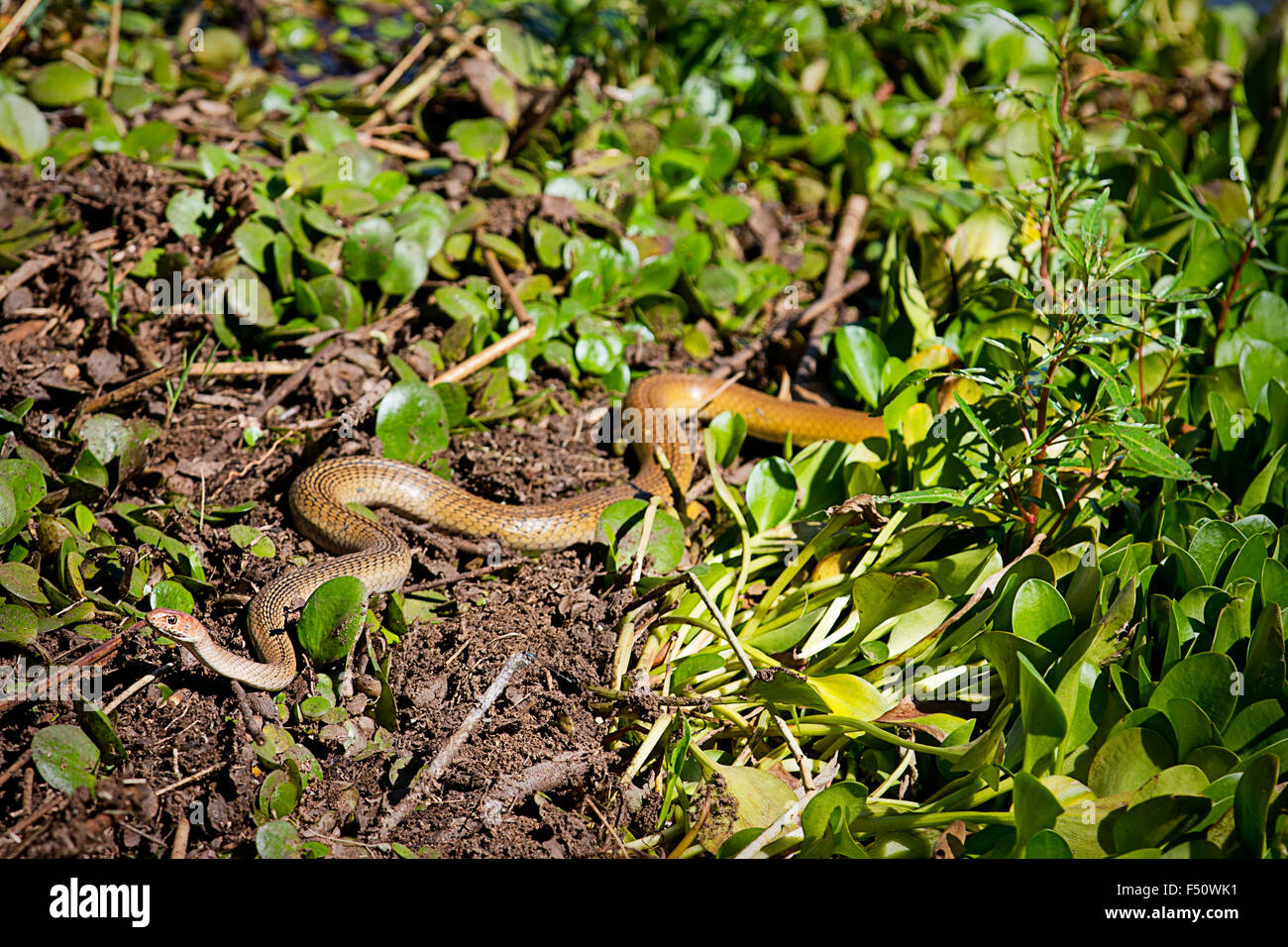 Dendroaspis polylepis black mamba snake Foto stock - Alamy