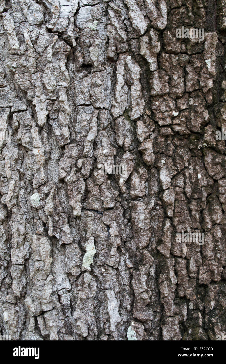 Corteccia di albero immagini e fotografie stock ad alta risoluzione - Alamy